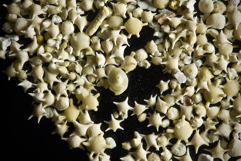 CORAL STEM