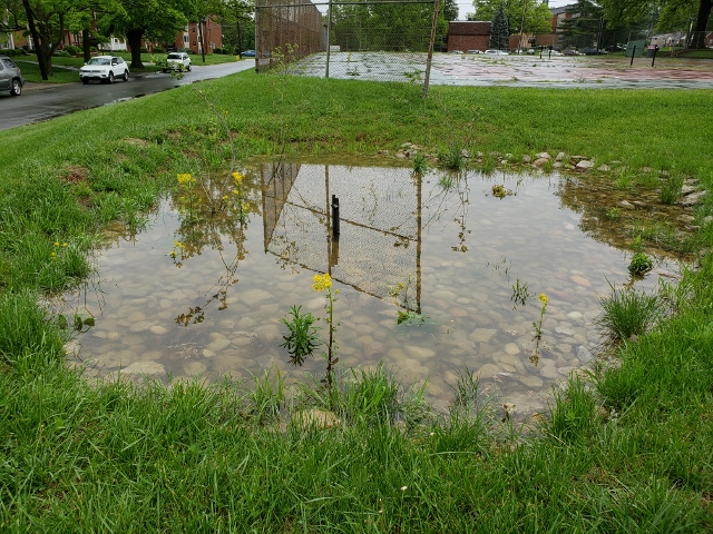 Resilience and Innovation in Nature-based Stormwater Solutions